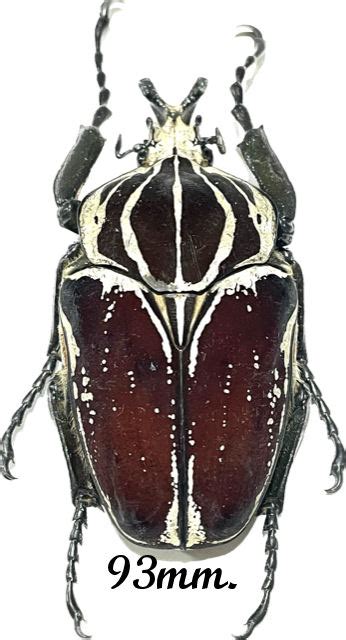 Goliathus Goliatus Sp Conspersus Insect Collectors Shop Collectionneur Dinsectes