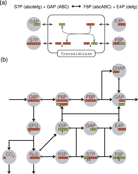 Figure 1 From Stochastic Method For Isotope Labeling Systems Stochastic