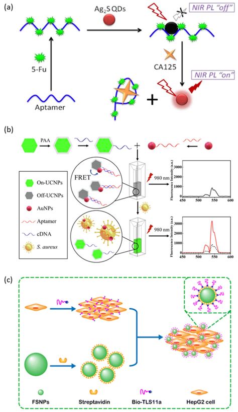 Recent Advances In Biological Applications Of Aptamer Based Fluorescent Biosensors Pmc