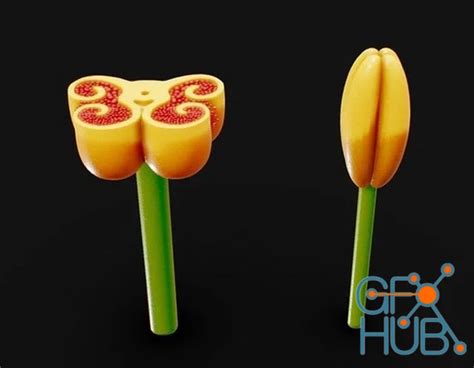 3d Model Anther Cross Section Anatomy 117880