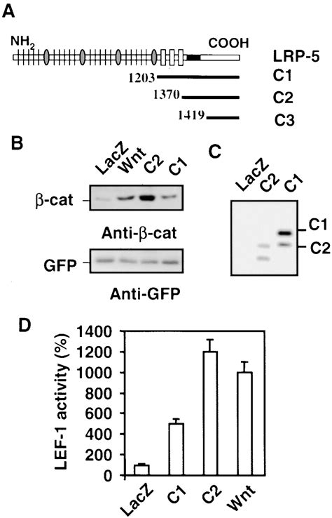 Low Density Lipoprotein Receptor Related Protein Binds To Axin And Regulates The Canonical Wnt