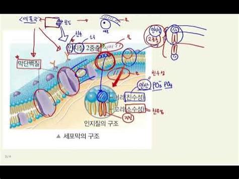 고1 통합과학 2 3 생명 시스템 세포막의 구조와 선택적 투과성 Youtube