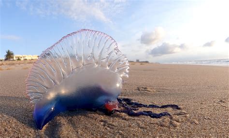 Jellifish Everything About Jellyfishes
