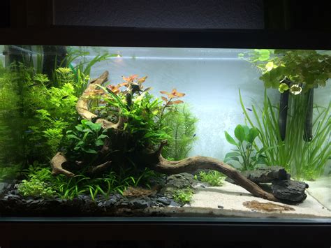 Algae Identification Guide Artofit