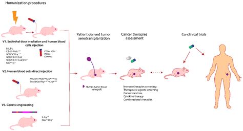 Mouse Model For Cancer Research At Wilma Scanlon Blog