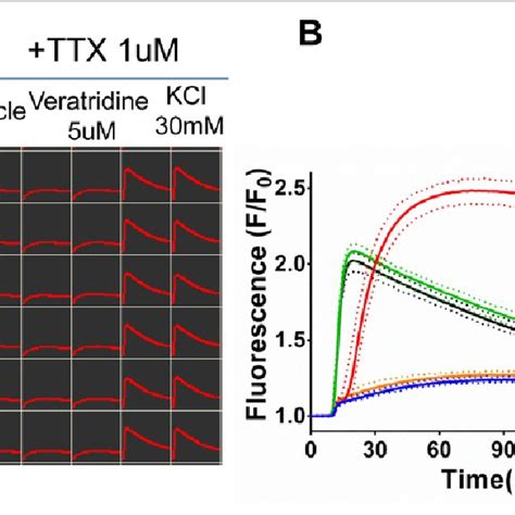 Effect Of Ipsc Sensory Neuron Maturation Time On Veratridine Induced Download Scientific