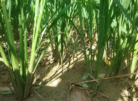 පැරෂුට් ක්‍රමයට වී වගාව කටුවන කෘෂි උපදේශක කොට්ඨාශය කරමැටිය යාය රිචඩ් මහතාගේ සහ ජයතිස්ස මහතාගේ