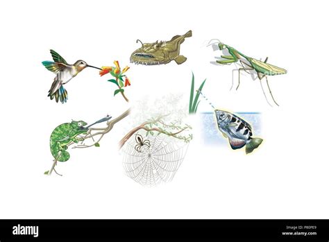 Predation Examples