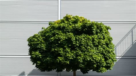 What Is A Revit Template Types And How To Create One