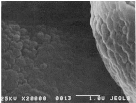 Figure 11 Dispersion Polymerization Of Styrene Effect Of