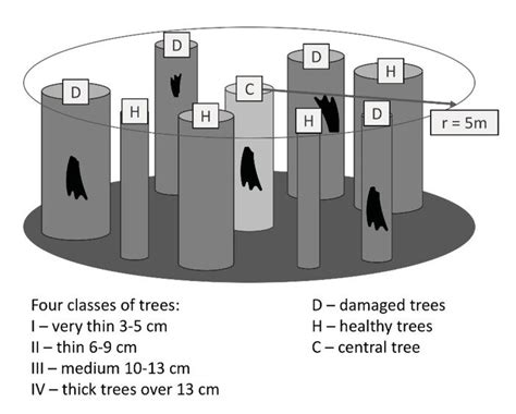 Research Plot With Four Classes Of Trees Download Scientific Diagram