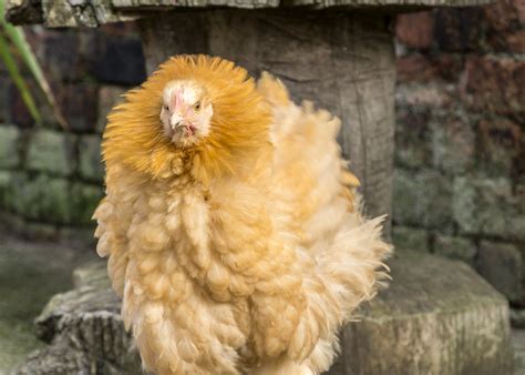 Ruffled Feathers I Popped Over To Inglenook Farm This Morn Flickr