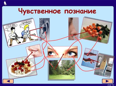 Чувственное познание - презентация онлайн