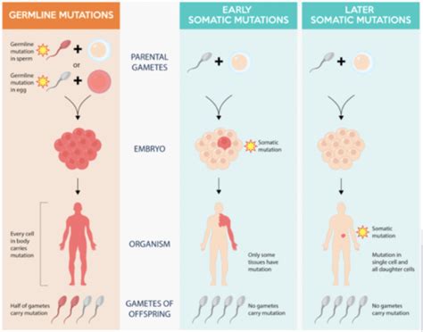 Module 6 IQ1 Mutation Flashcards Quizlet