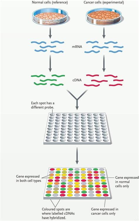 Hanaa Fayed On Linkedin Dna Microarray Analysis Of Gene Expression Levels ‼ Purpose Dna
