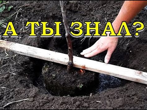 7 правил посадки ПЛОДОВЫХ ДЕРЕВЬЕВ🌿🍁🍂 - YouTube