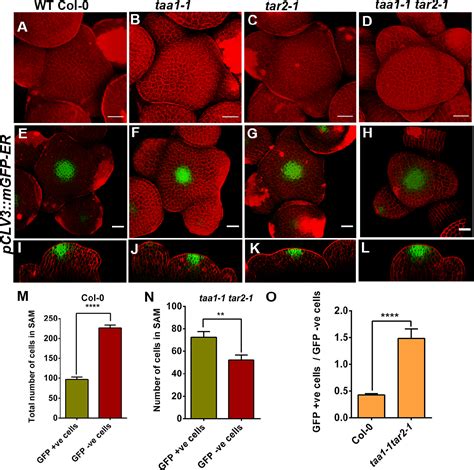 Figure 4 From Local Auxin Biosynthesis Promotes Shoot Patterning And Stem Cell Differentiation