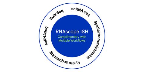 Reveal Transcriptomic Insights In Spatial Context With Rnascope