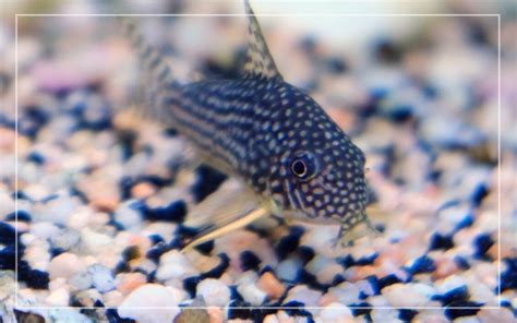 10 Different Types Of Loaches
