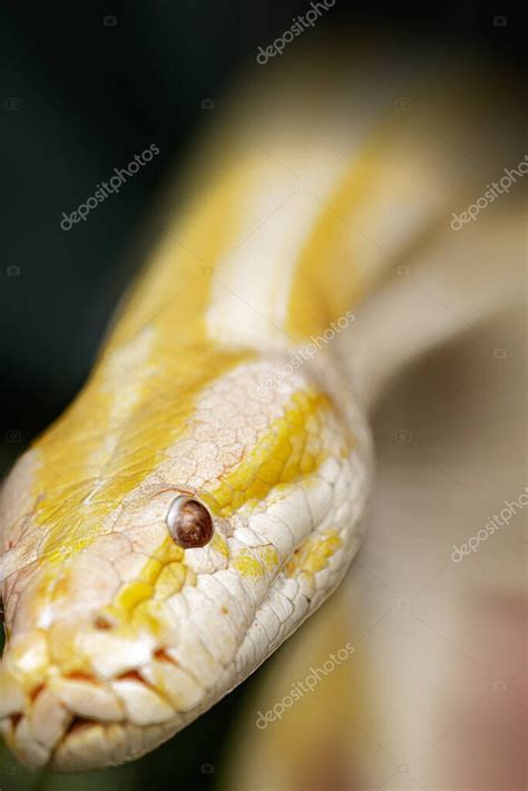 Primer Plano De Un Pitón Birmano Albino Python Bivitattus Con Un Patrón