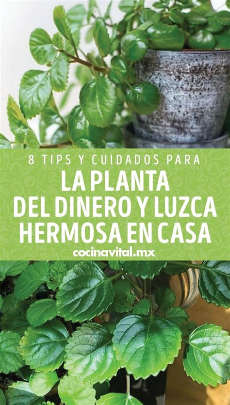 Cuidados Para La Planta Del Dinero