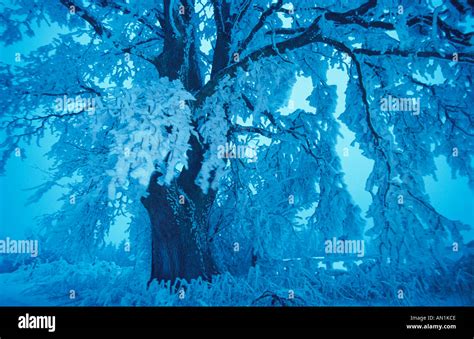 Common Oak Pedunculate Oak English Oak Quercus Robur In Winter With Frost Germany Bavaria