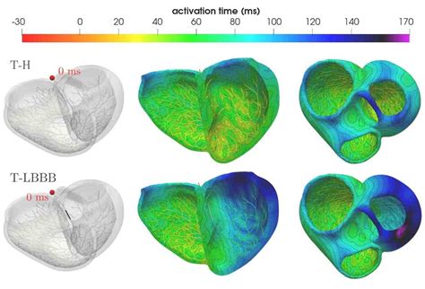 New Mox Report On Coupled Eikonal Problems To Model Cardiac Reentries In Purkinje Network And