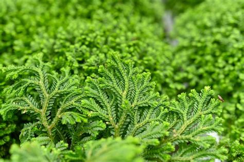 Selaginella Kraussiana Is The Easy Plant You Should Know