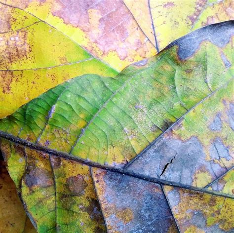 Colorful Fall Leaf Texture Free Stock Photo Public Domain Pictures