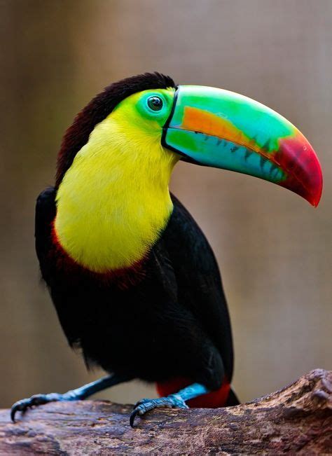 Brilliant Colors Of The Toucans Exquisite Beauty Of Nature Toucan