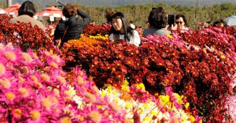 수백만 국화 향이 당신을 부른다서산 고북면 국화축제