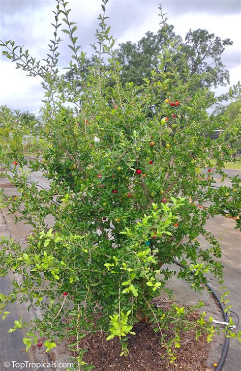 Cherry Tree In Container Growing Barbados Cherry In Container Top