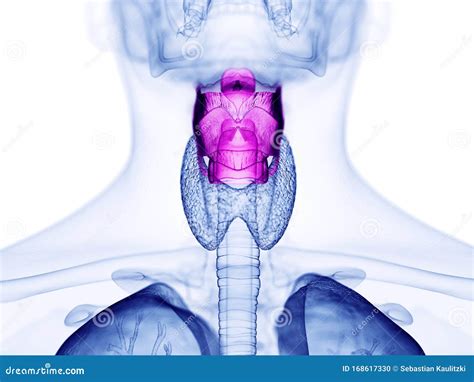 Human Larynx And Internal Pharynx Anatomy Head Illustration Close Cartoon Vector