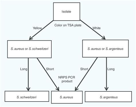 Flow Diagram Of A Two Step Procedure To Distinguish Between Isolates Of Download Scientific
