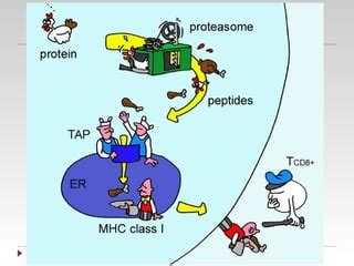 MHC General Information PPT