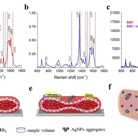 Interaction Of Rbcs With Agnps Ab Hemolysis Assay A Extinction