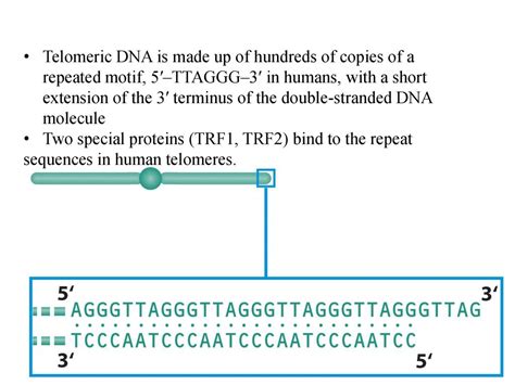 ساختمان Dna و ژنوم ساختمان Dna و ژنوم Ppt Download