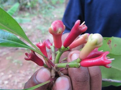 趣味香识：口含丁香是一种礼仪 知乎