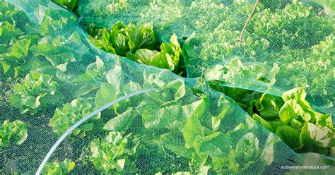 Shade Nets For Summer A Guide To Shade Nets And Their Uses