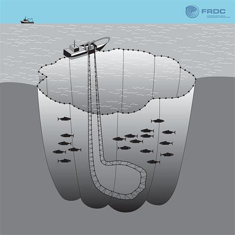Setting A Purse Seine Net