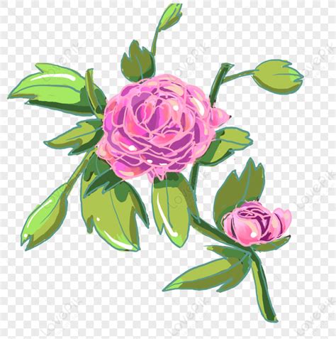 손으로 그린 식물 동백 식물 Png 일러스트 무료 다운로드 Lovepik