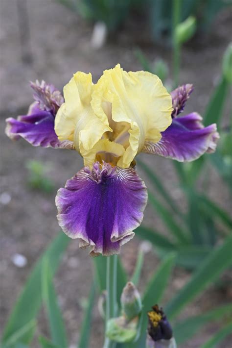 Rocket Randy Tall Bearded Iris Tb Exline Iris Garden