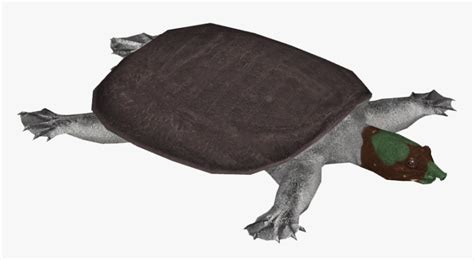 Indian Peacock Softshell Turtle Tortoise Hd Png Download