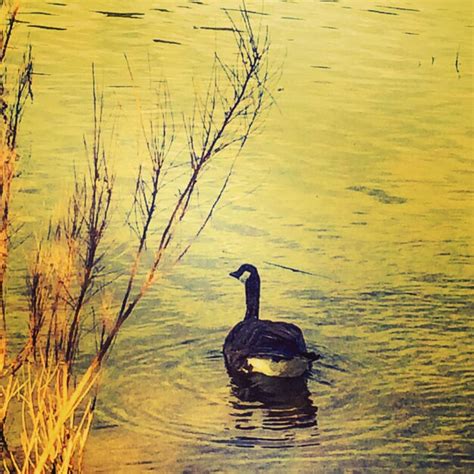 97000 Scenic Duck Oil Artwork Pictures