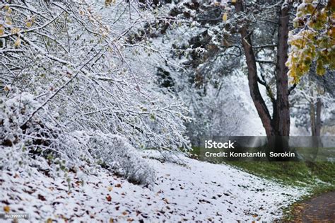 가을에 밝고 화려한 도시 공원에 첫 눈이 내립니다 황금색 녹색 주황색 단풍이 하얀 눈으로 덮인 나무 가지 아래 골목 늦가을의 첫