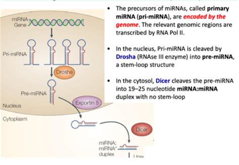 Lecture 4A RNA Interference Flashcards Quizlet