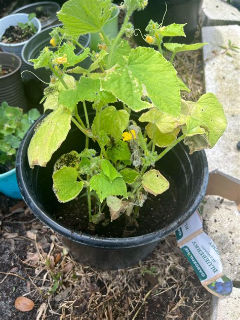 cucumber please help r gardening
