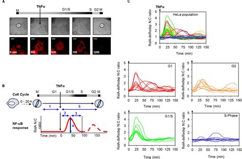 Figures and data in Dynamic NF κB and E2F interactions control the priority and timing of