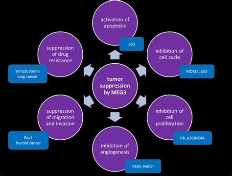 Meg3 Tumor Suppression Chart Summarizing The Role Of Meg3 As A Tumor Download Scientific