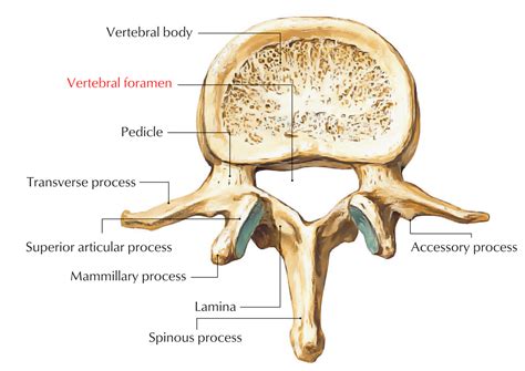 Vertebral Foramen Earths Lab